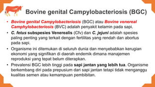 Penilaian Risiko Masuknya BGC Melalui Sapi Jantan Dari Australia ...