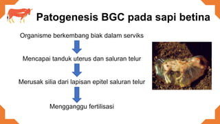 Penilaian Risiko Masuknya BGC Melalui Sapi Jantan Dari Australia ...