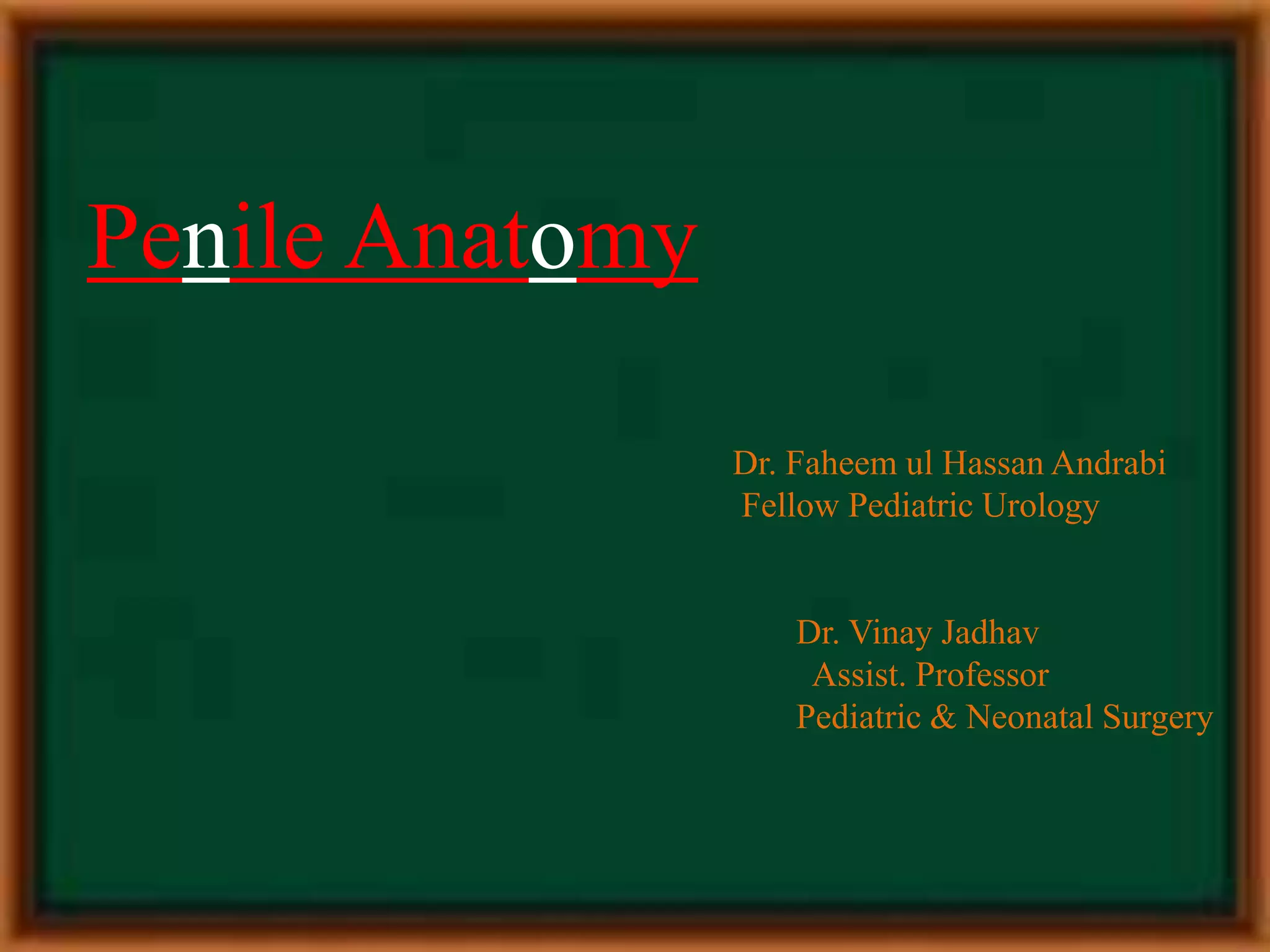Penile anatomy | PPTX