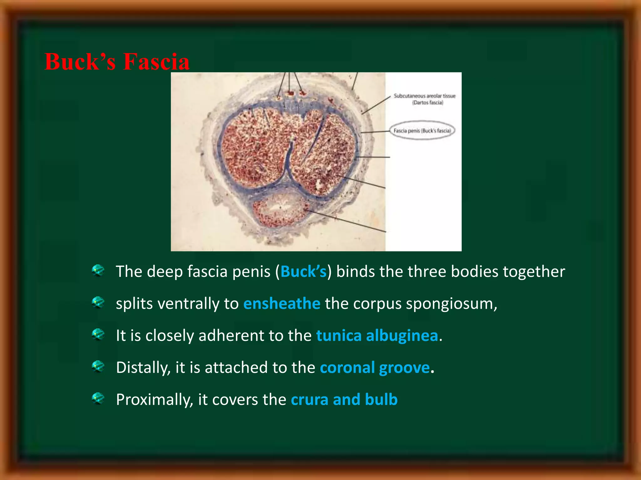 Penile anatomy | PPTX