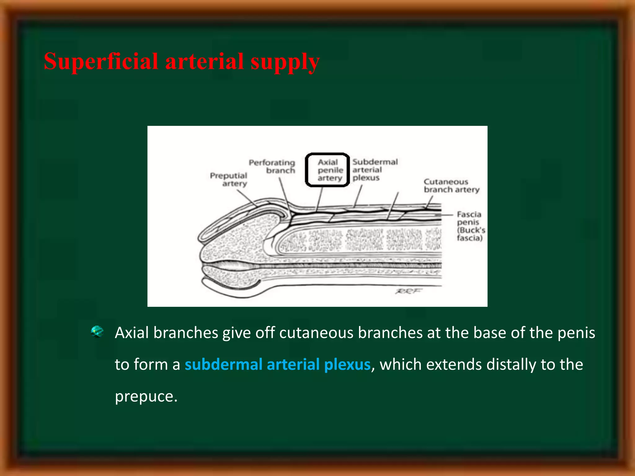 Penile anatomy | PPTX