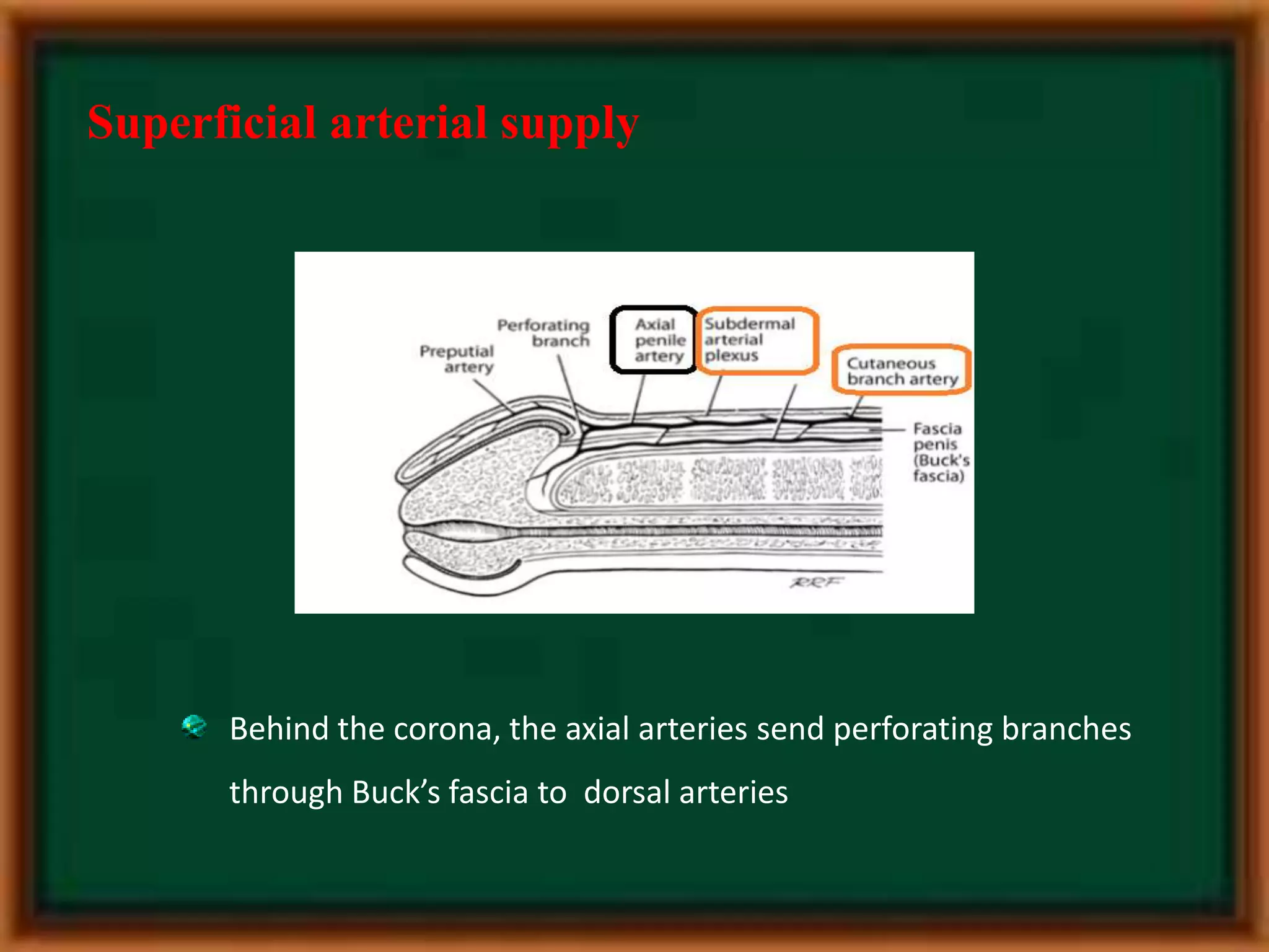Penile anatomy | PPTX