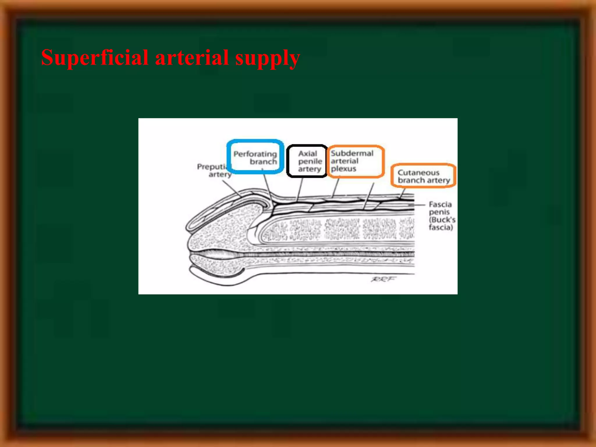 Penile anatomy | PPTX