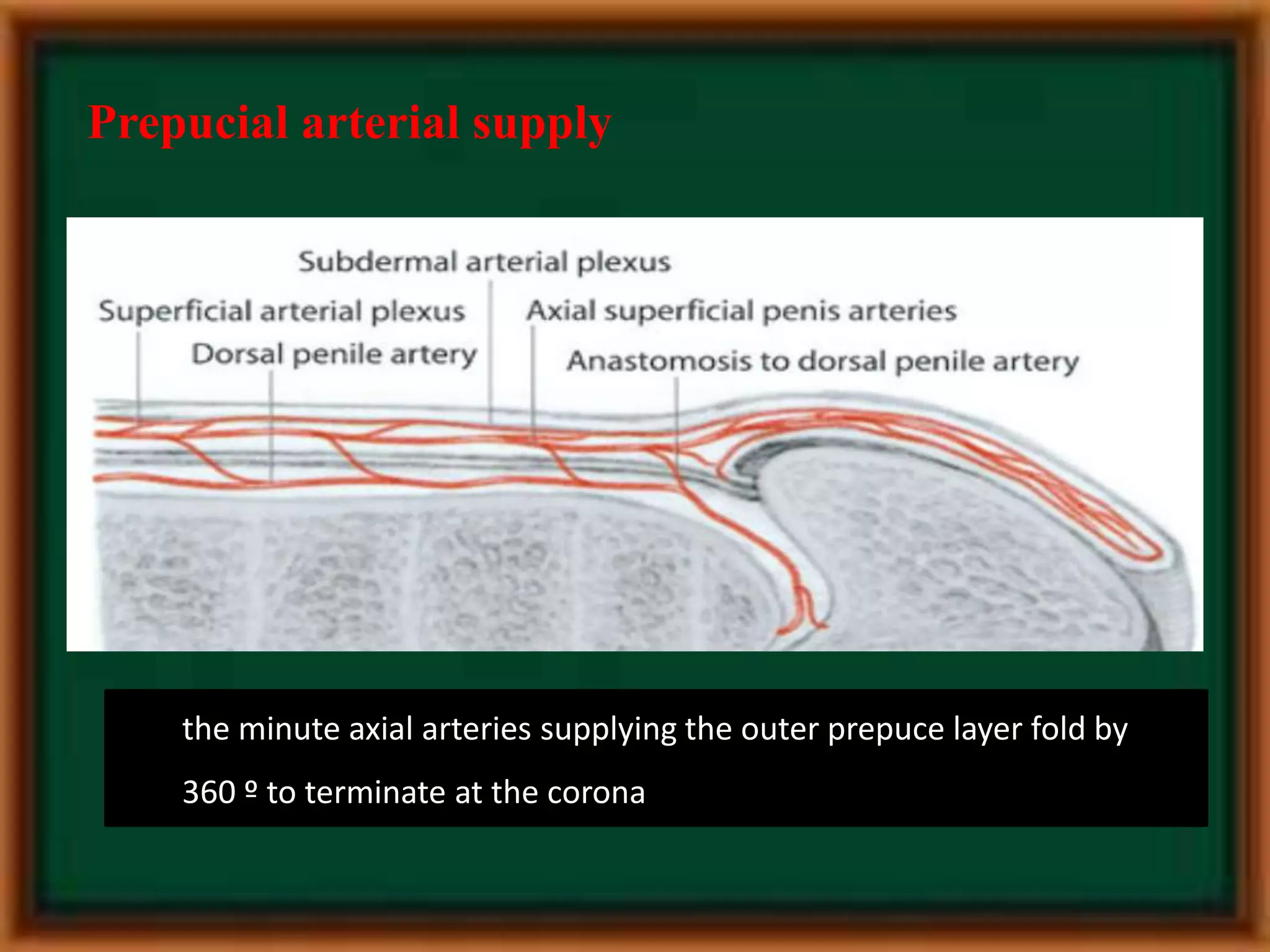 Penile anatomy | PPTX