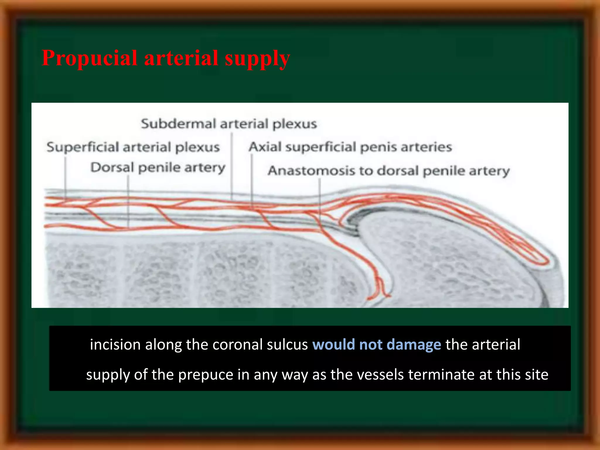 Penile anatomy | PPTX