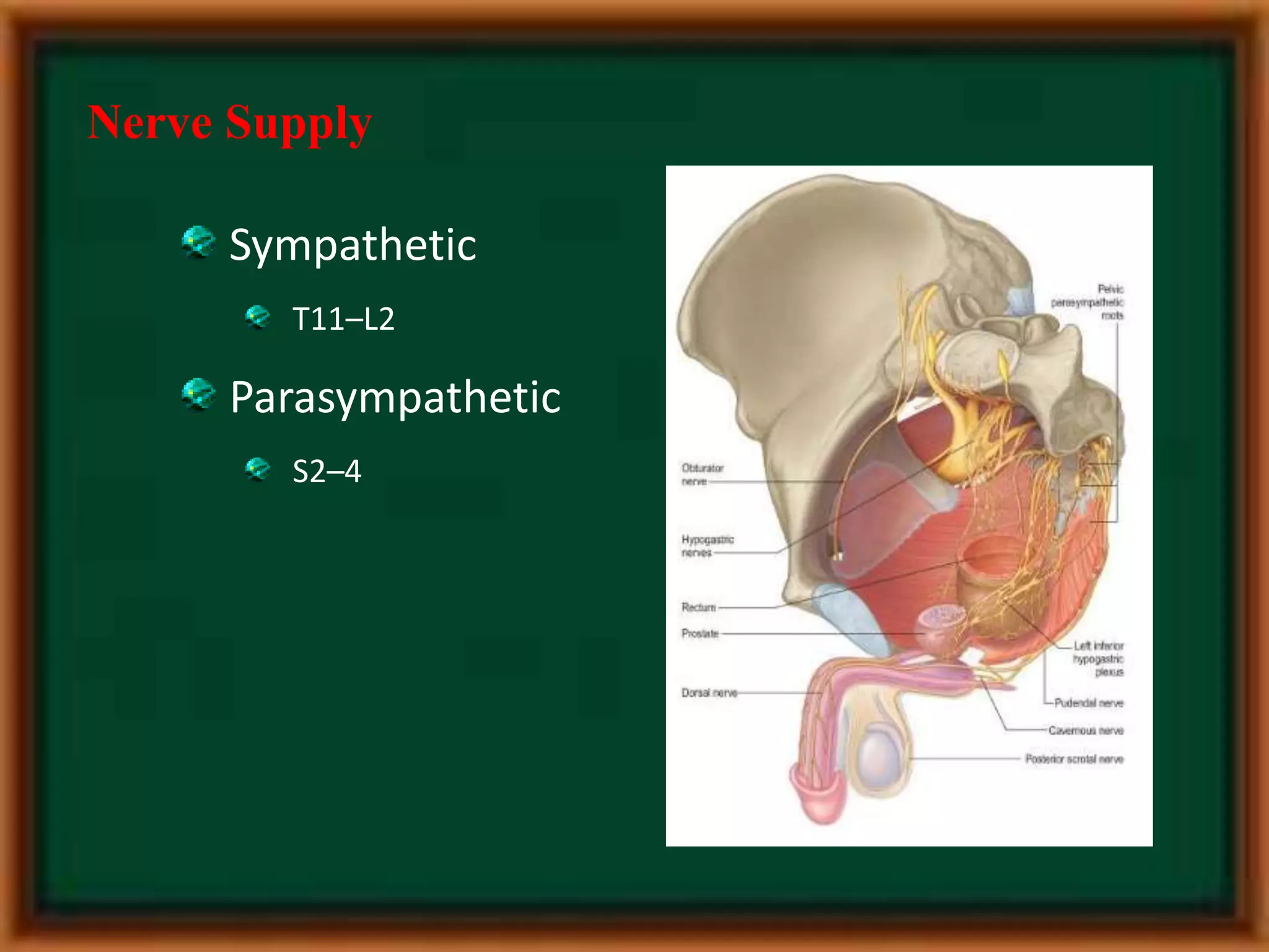 Penile anatomy | PPTX