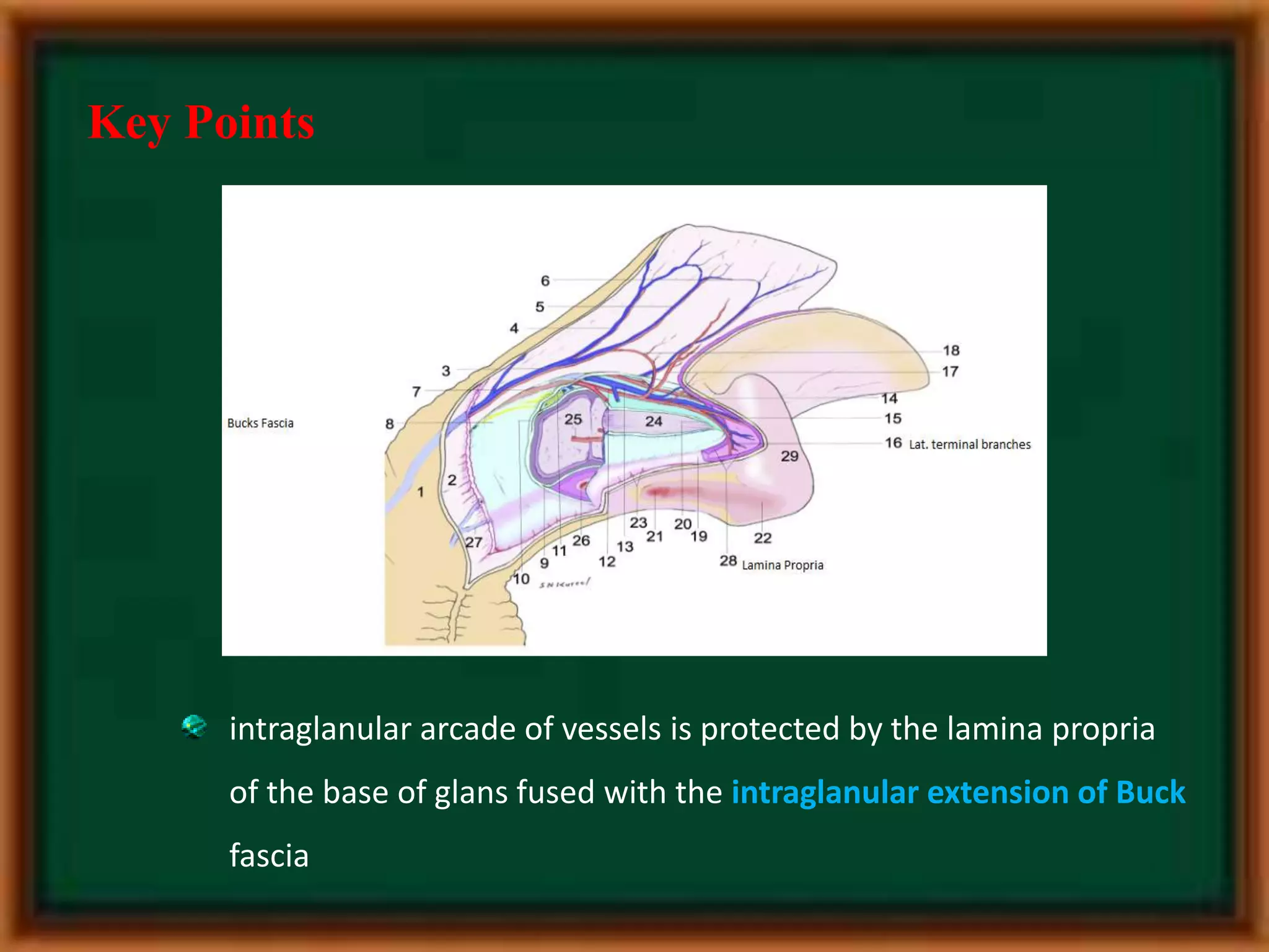 Penile anatomy | PPTX