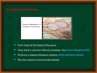 Penile anatomy | PPTX