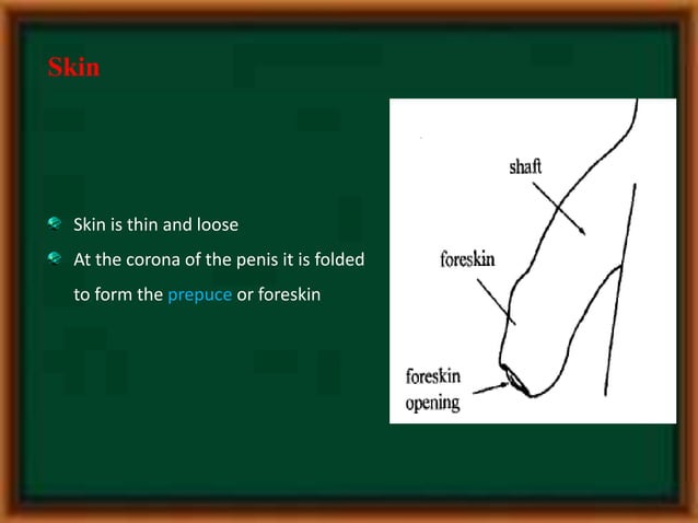 Penile anatomy | PPTX | Sexual Conditions | Sexual Health