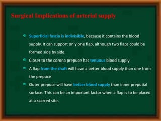 Penile anatomy | PPTX