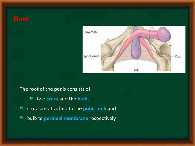 Penile anatomy | PPTX | Sexual Conditions | Sexual Health