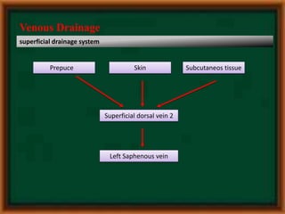 Figure 1 Anatomy Of Penile Lymph Node Drainage
