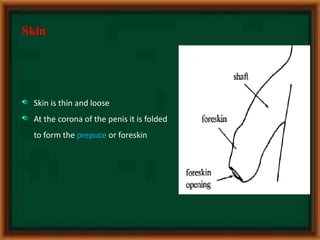 Penile anatomy | PPT