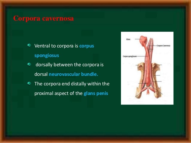 Penile anatomy