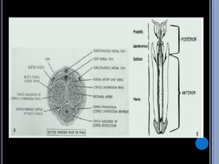 Penile cancer | PPT