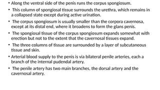penile DOPPLER for masters courses and above.pptx