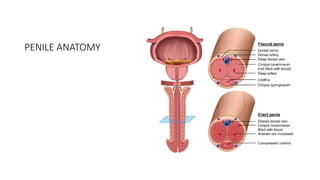 penile DOPPLER for masters courses and above.pptx