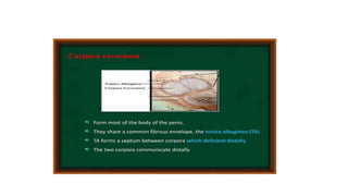 PENILE FRACTURE.pptx