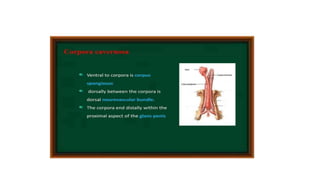 PENILE FRACTURE.pptx