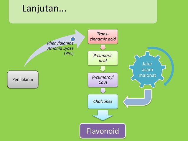 Peningkatan produksi flavonoid dan aktivitas antioksidan | PPTX