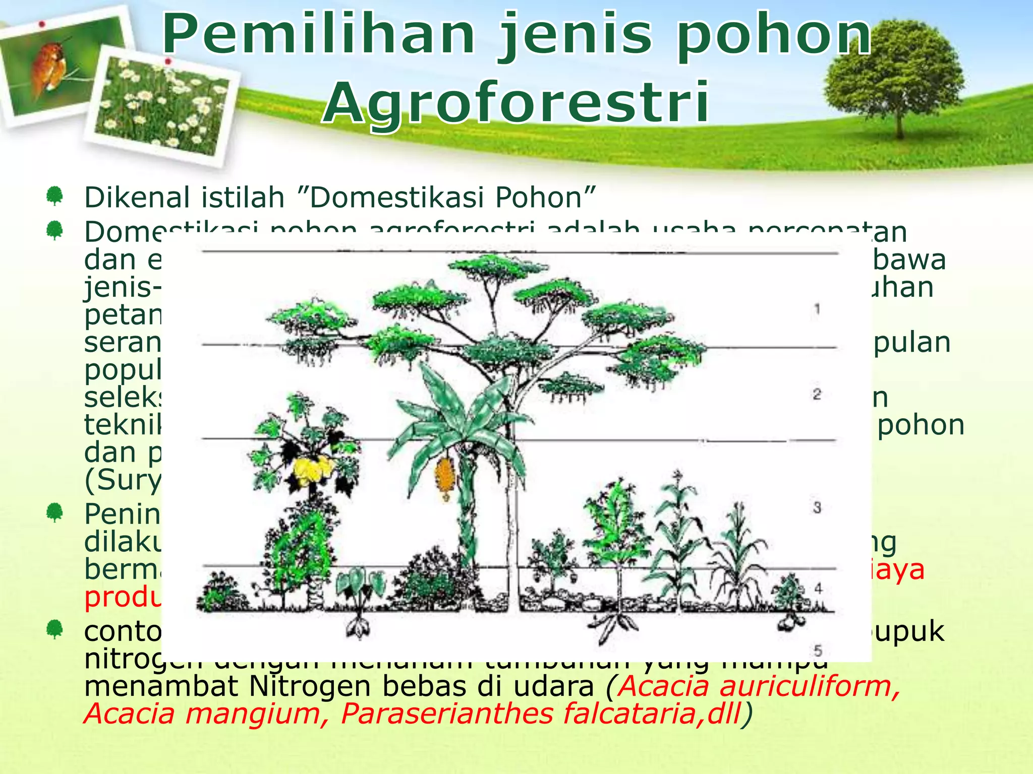 Peningkatan produktifitas lahan dengan system agroforestri (tumpangsari ...