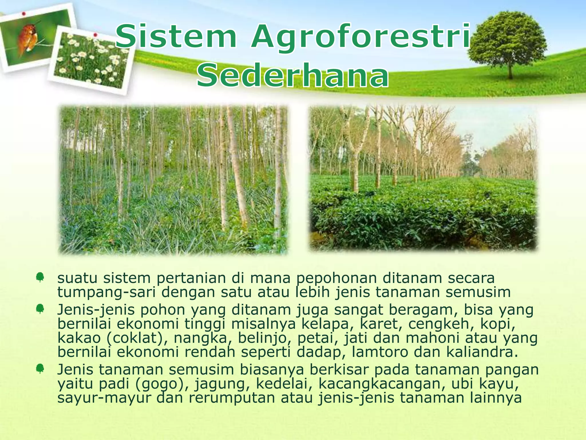 Peningkatan produktifitas lahan dengan system agroforestri (tumpangsari ...