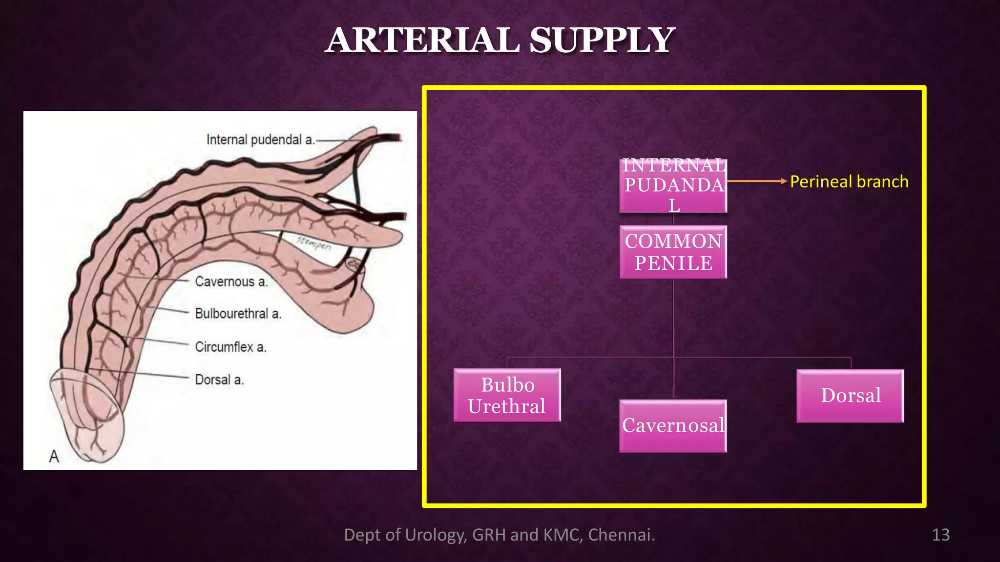 Penis erection physiology | PDF