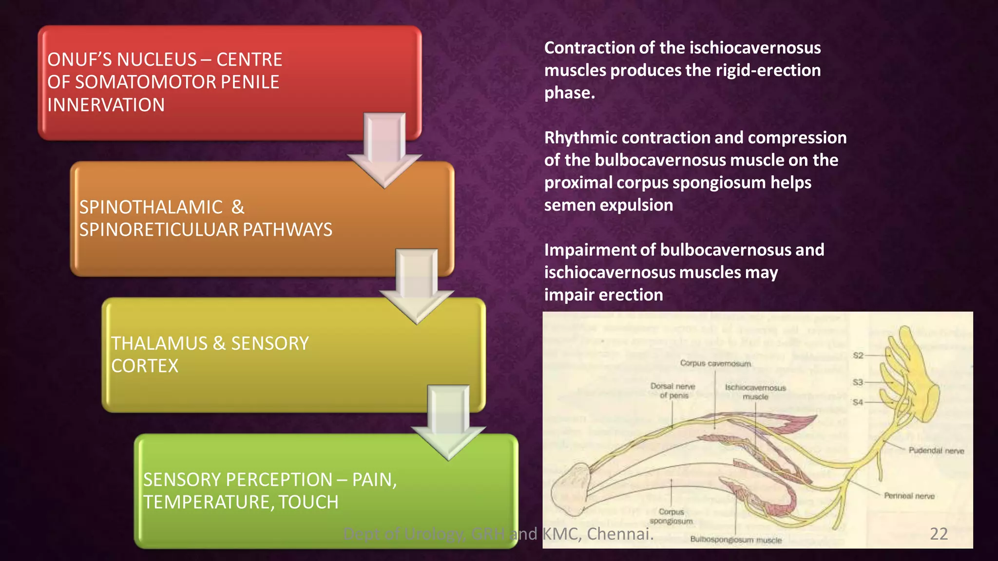 Penis erection physiology | PDF