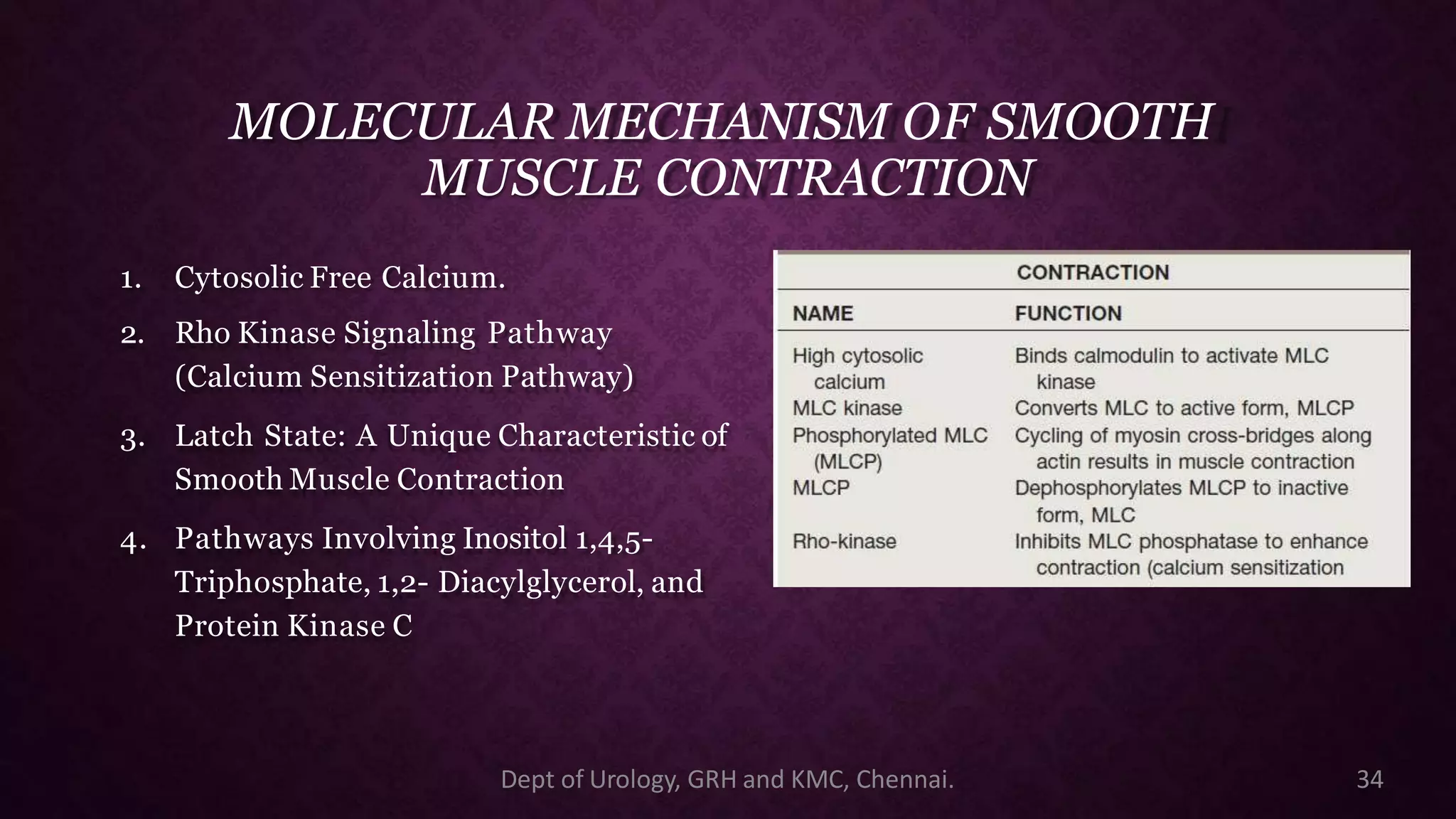 Penis erection physiology | PDF