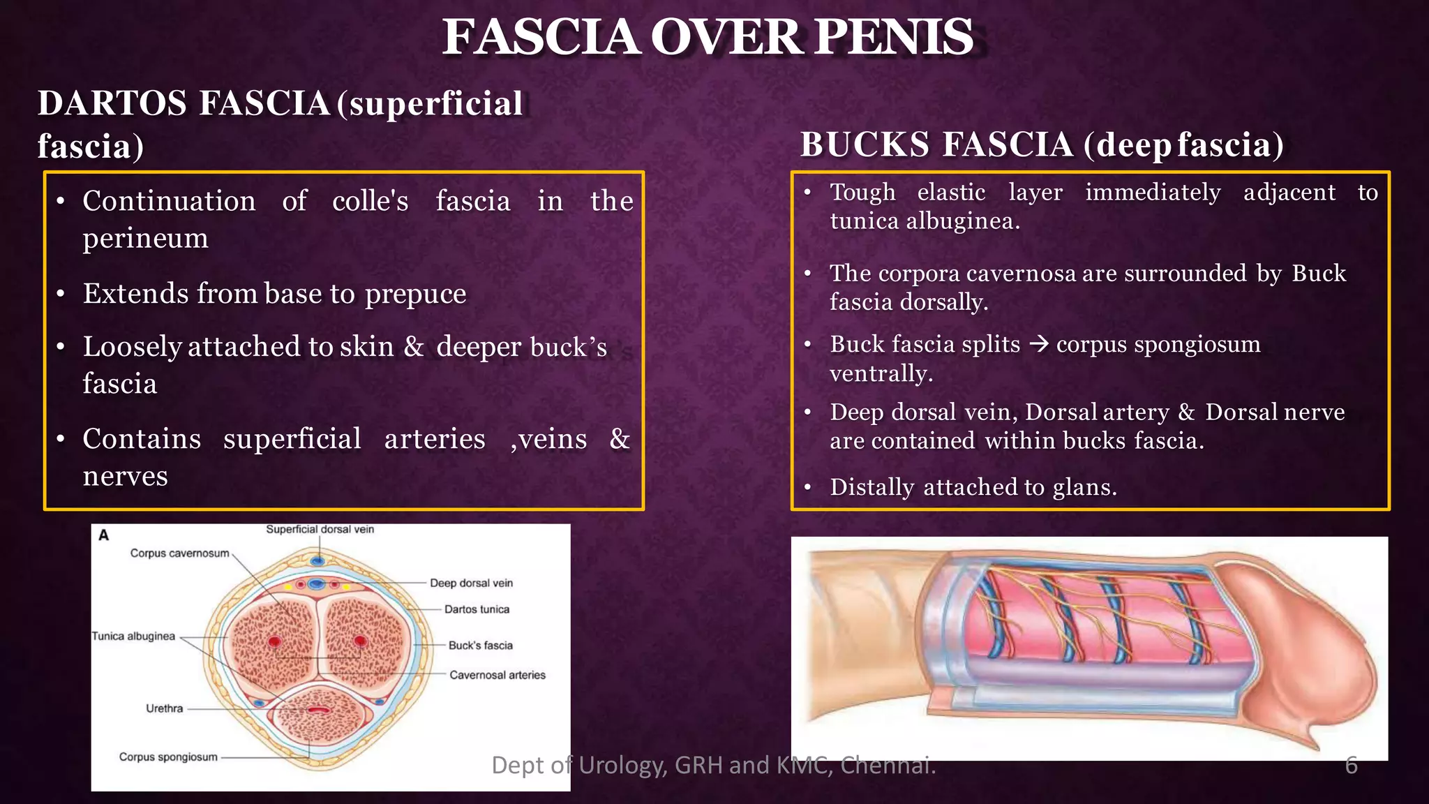Penis erection physiology | PDF