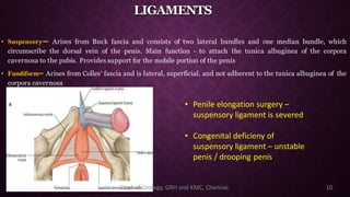 Penis Erection Physiology Pdf 3647