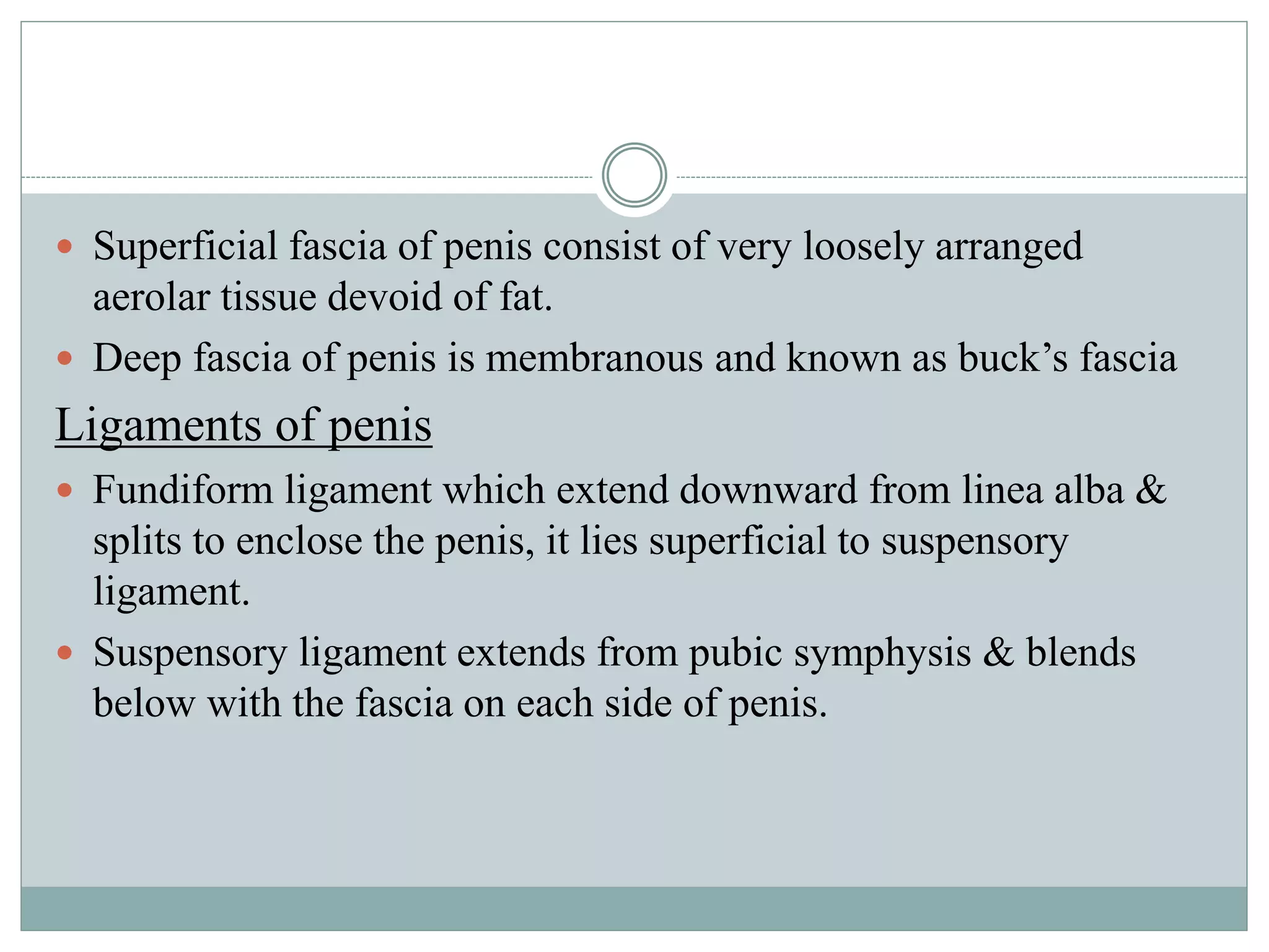 Penis & disorders | PPTX