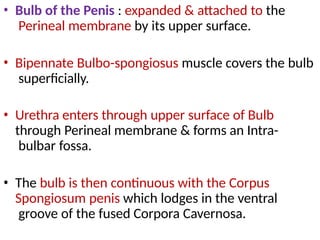 penis pp namaste namaste namaste namaste namaste namaste namaste | PPTX