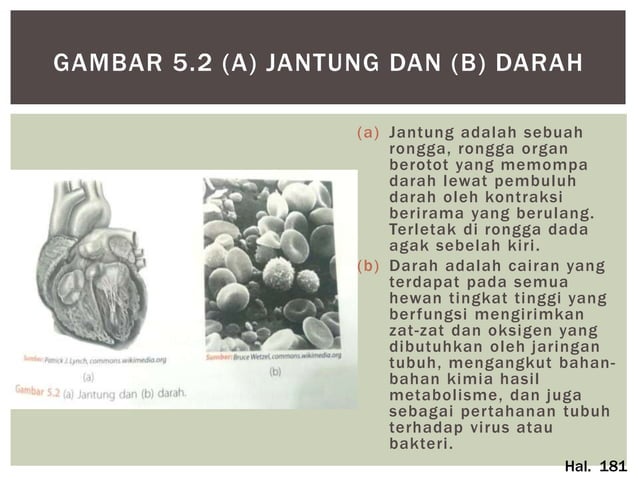 Penjelasan gambar bab 5 sirkulasi darah | PPTX