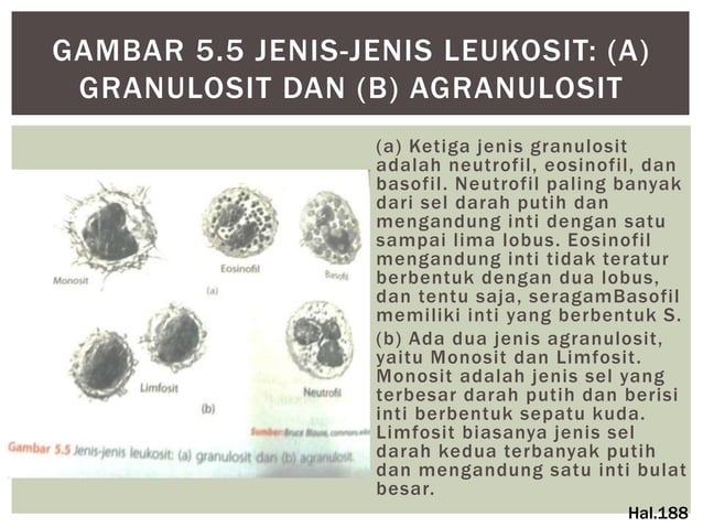 Penjelasan gambar bab 5 sirkulasi darah | PPTX