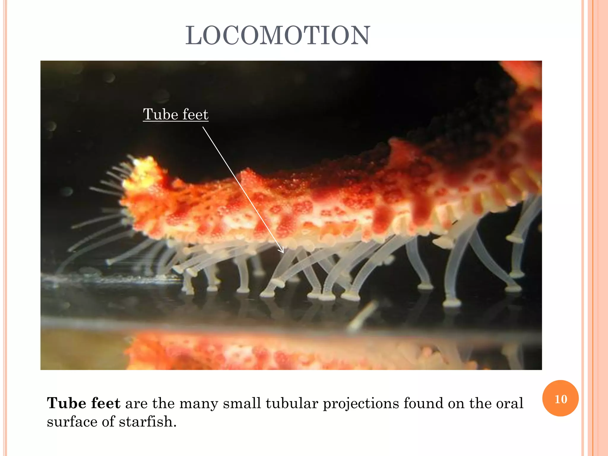 Pentaceros starfish, biodiversity, animal science, zoology, biology | PDF