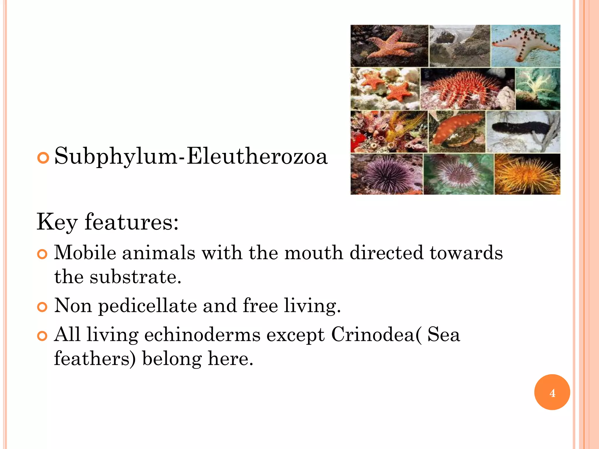 Pentaceros starfish, biodiversity, animal science, zoology, biology | PDF