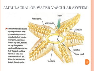Pentaceros starfish, biodiversity, animal science, zoology, biology | PDF
