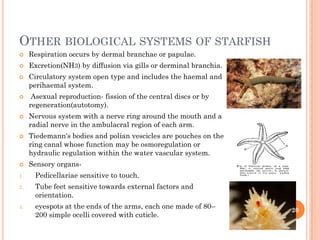 Pentaceros starfish, biodiversity, animal science, zoology, biology | PDF
