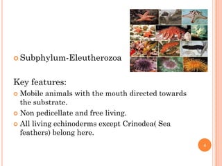 Pentaceros starfish, biodiversity, animal science, zoology, biology | PDF