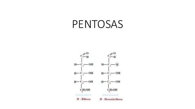 Pentosas