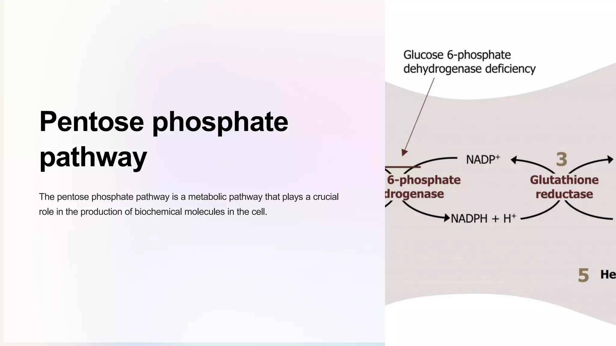 Pentose-phosphate-pathway (3).pptx