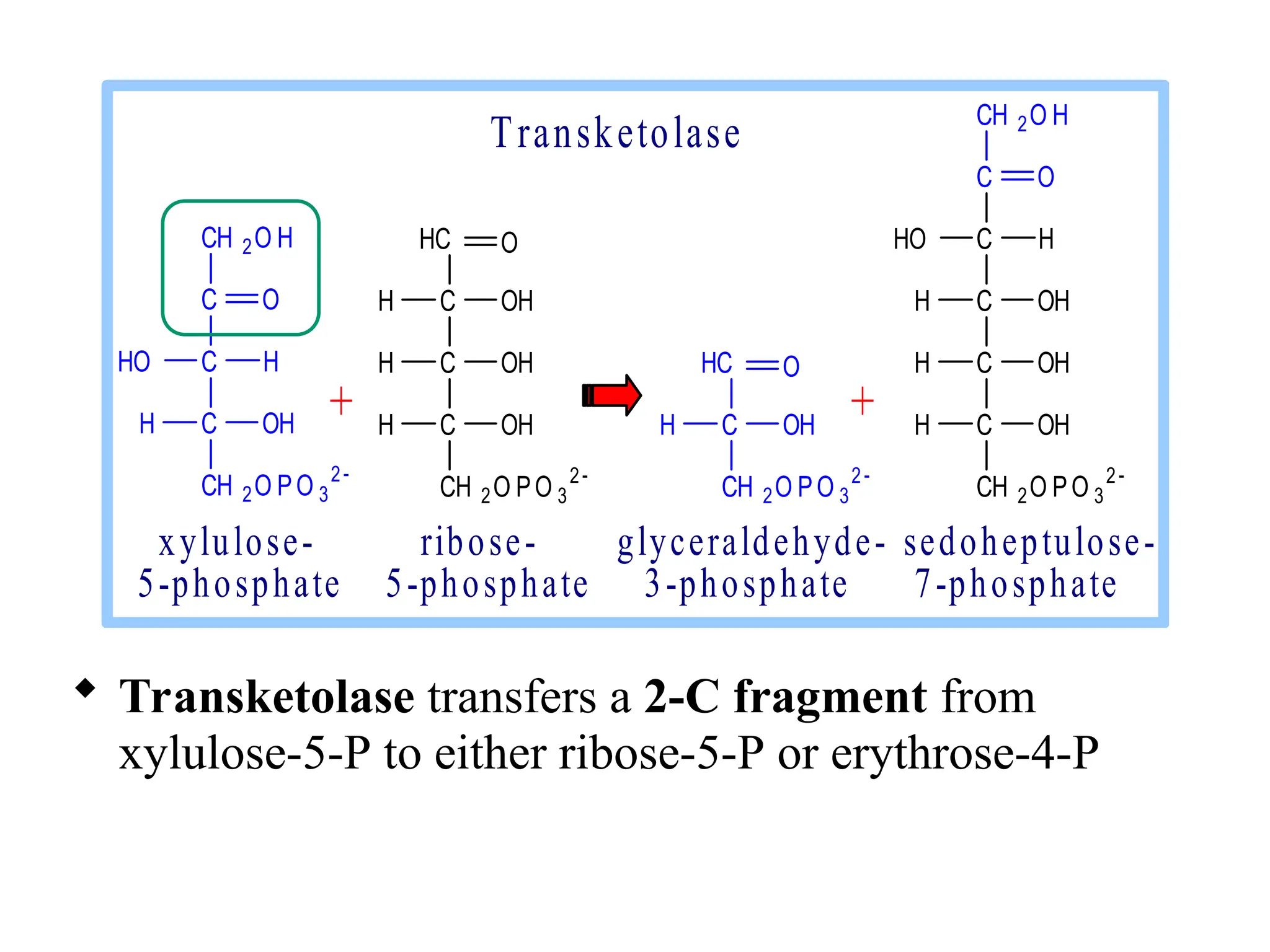 Pentose Phosphate.ppt pentose phosphate. | PPT