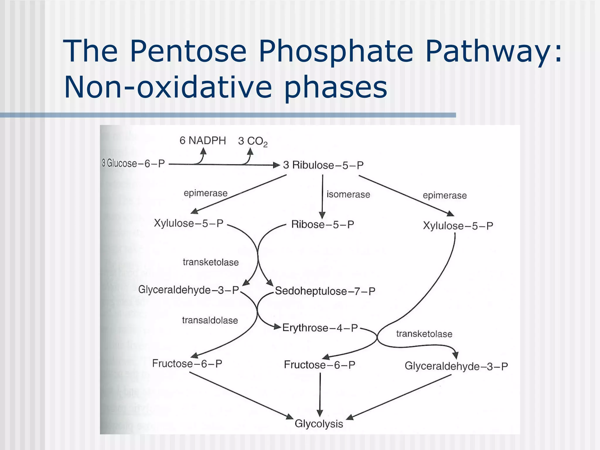 Pentose phosphate pathway | PPT