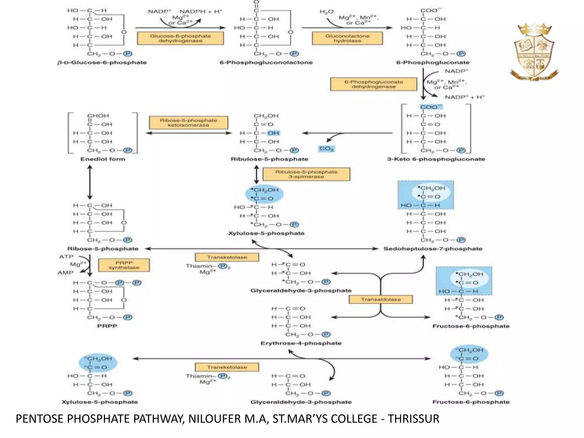 Pentose phosphate pathway | PPTX