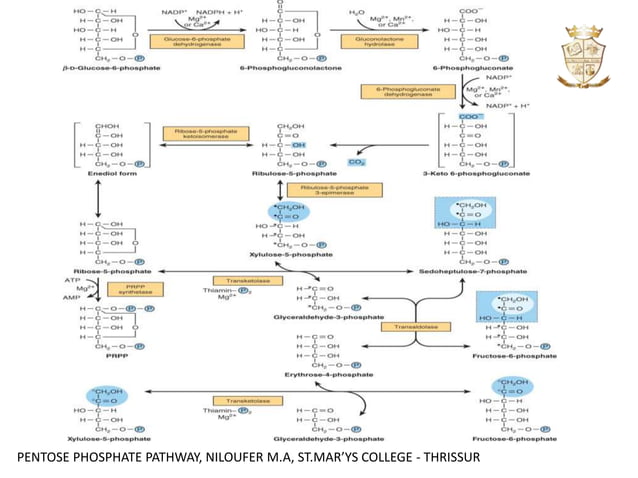 Pentose phosphate pathway | PPTX