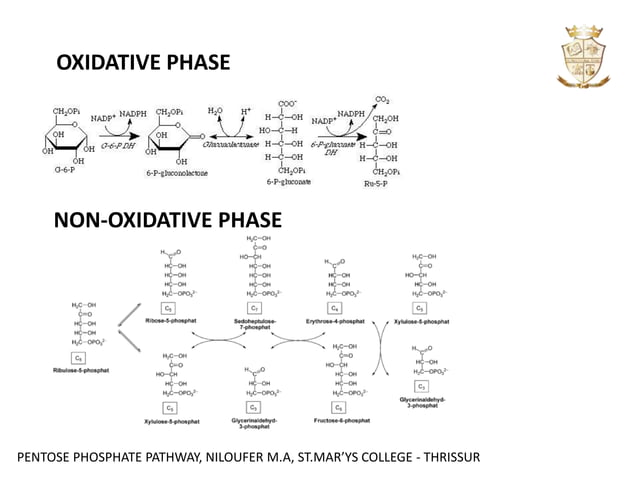 Pentose phosphate pathway | PPTX
