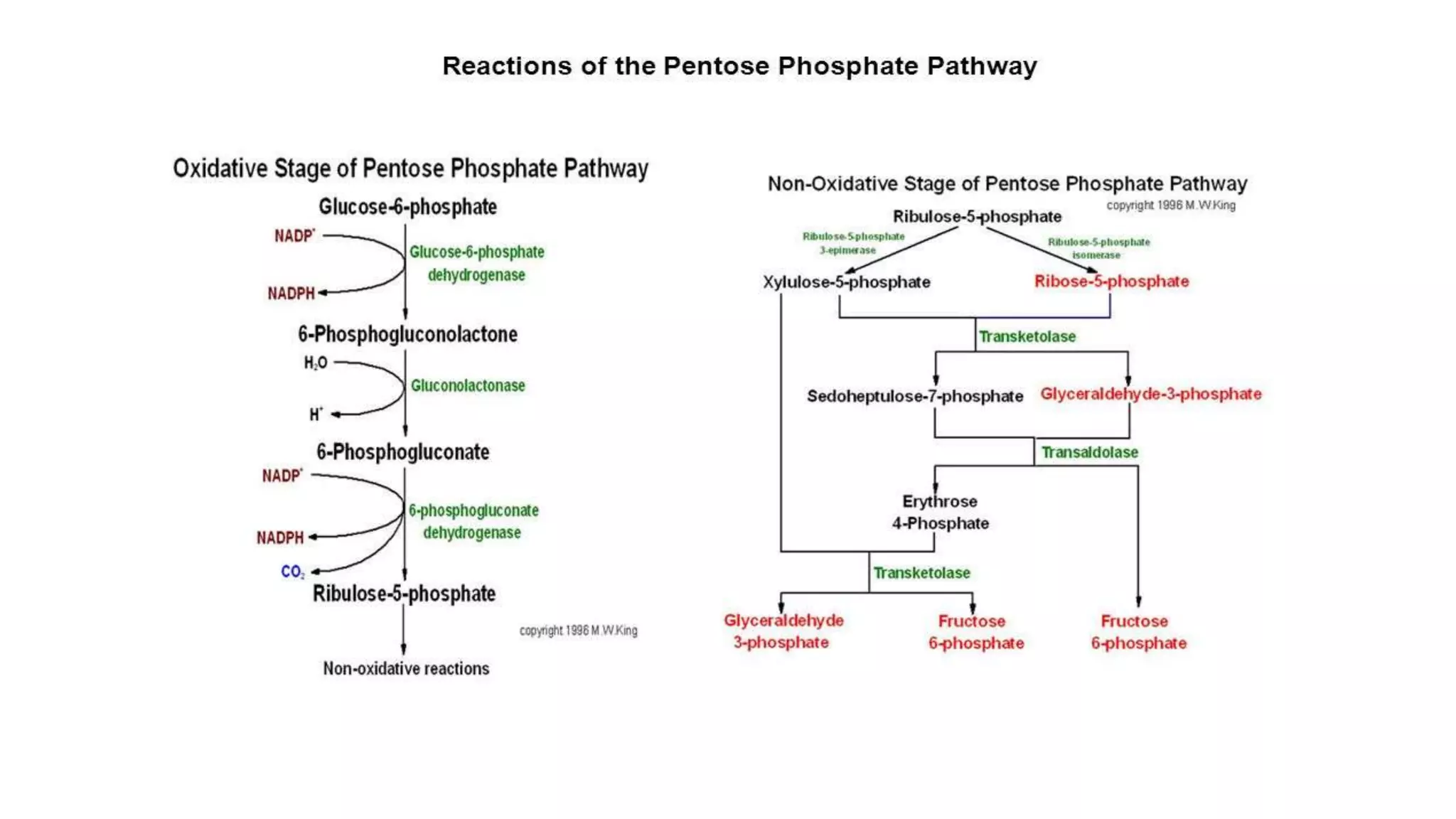 Pentose phosphate pathway | PPTX