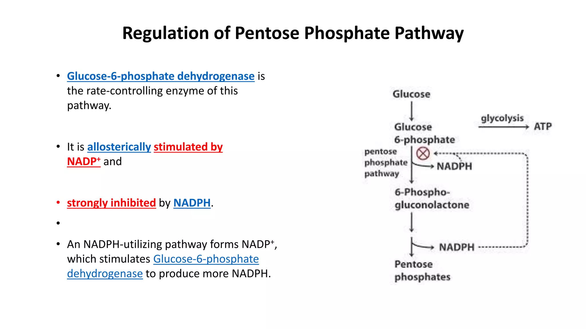 Pentose phosphate pathway | PPTX