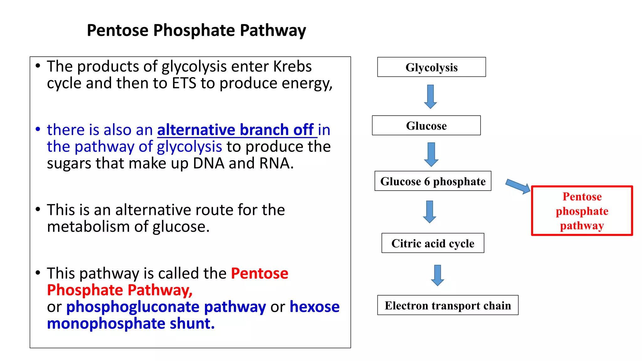 Pentose Phosphate Pathway Pptx